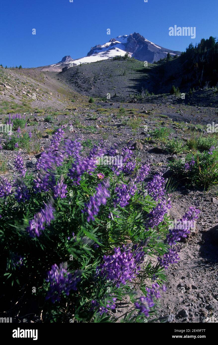 Mt Hood with lupine along Timberline Trail near Buried Forest, White ...