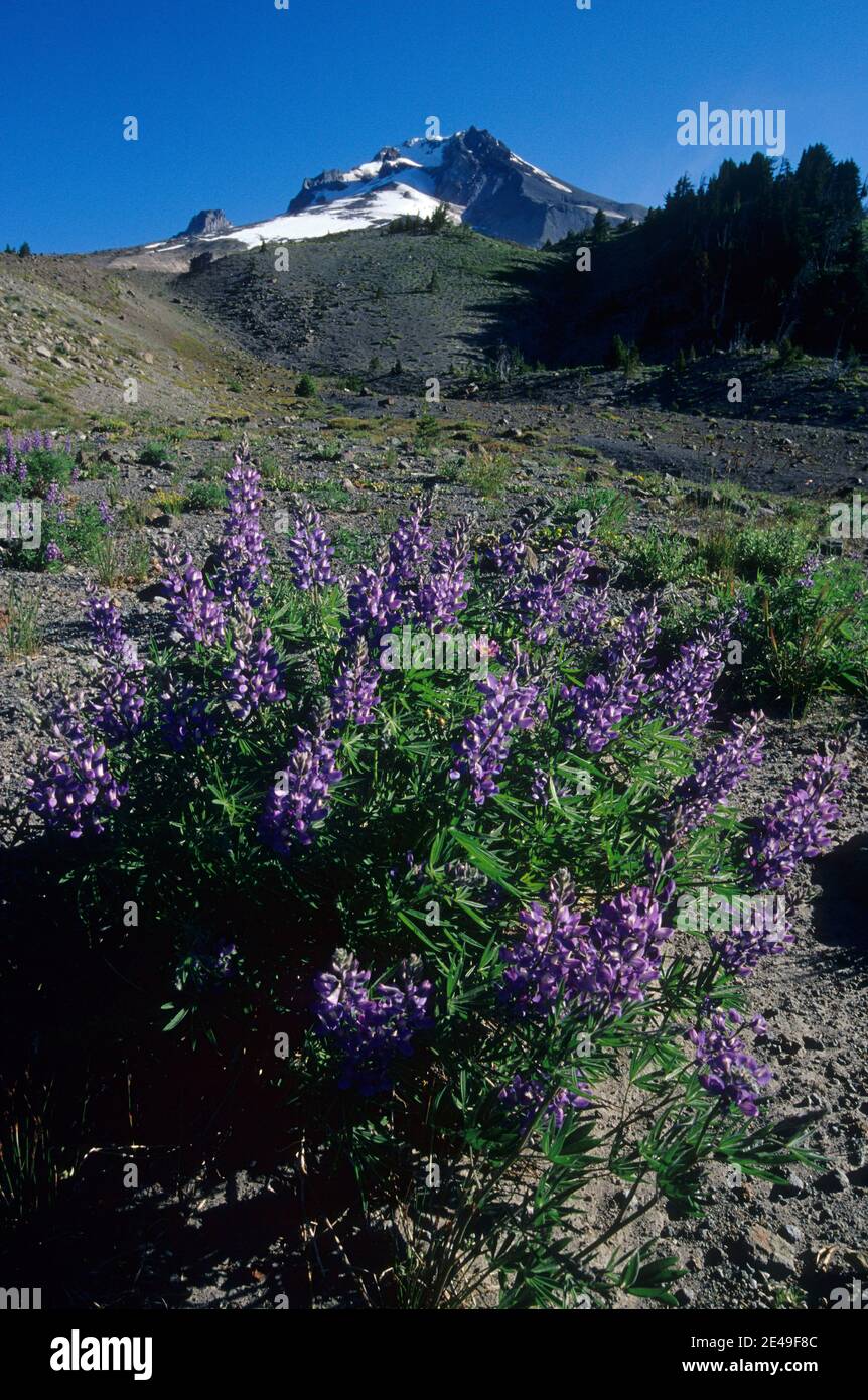 Mt Hood with lupine along Timberline Trail near Buried Forest, Mt Hood ...