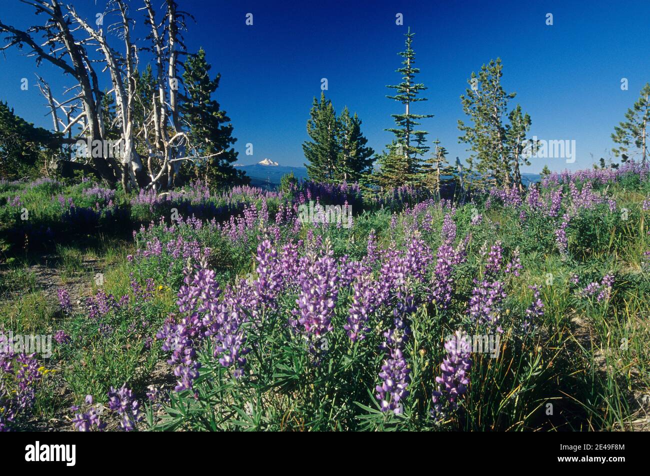 Lupine along Timberline Trail near Buried Forest, Mt Hood National ...