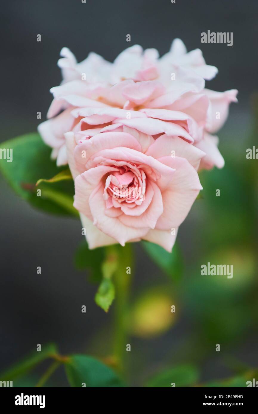 Garden rose varieties hi-res stock photography and images - Alamy