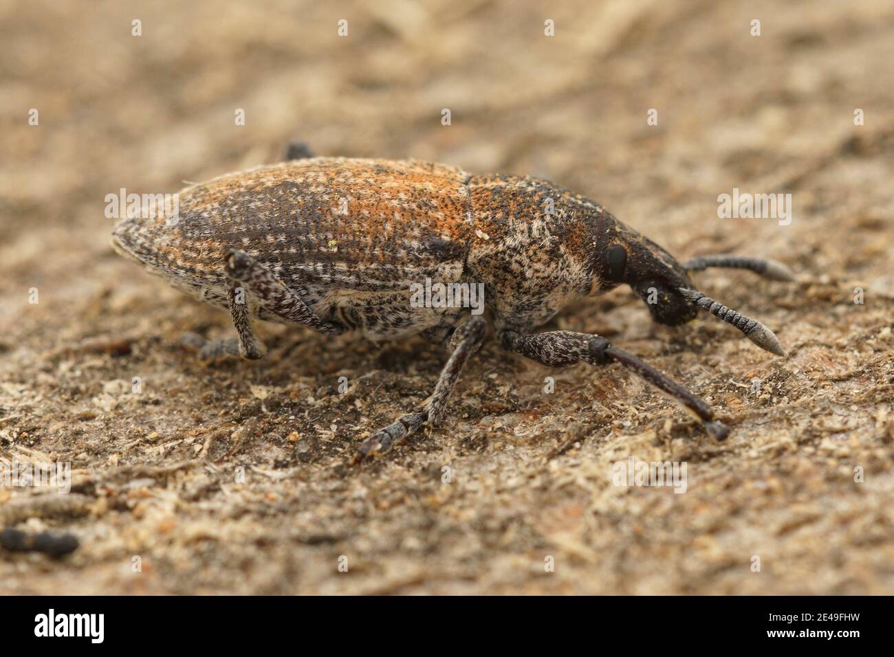 One of the many weevils from Southern France Stock Photo - Alamy
