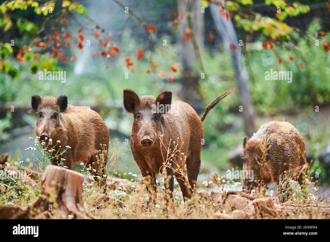 Wild boar sus scrofa at the edge of the forest hi-res stock photography ...