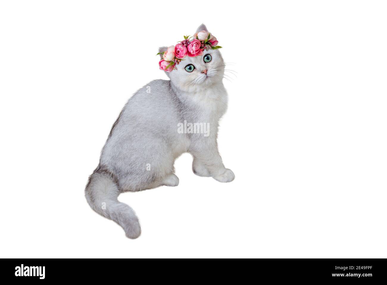 Adorable gray kitten British breed in a pink flower crown sitting on a ...