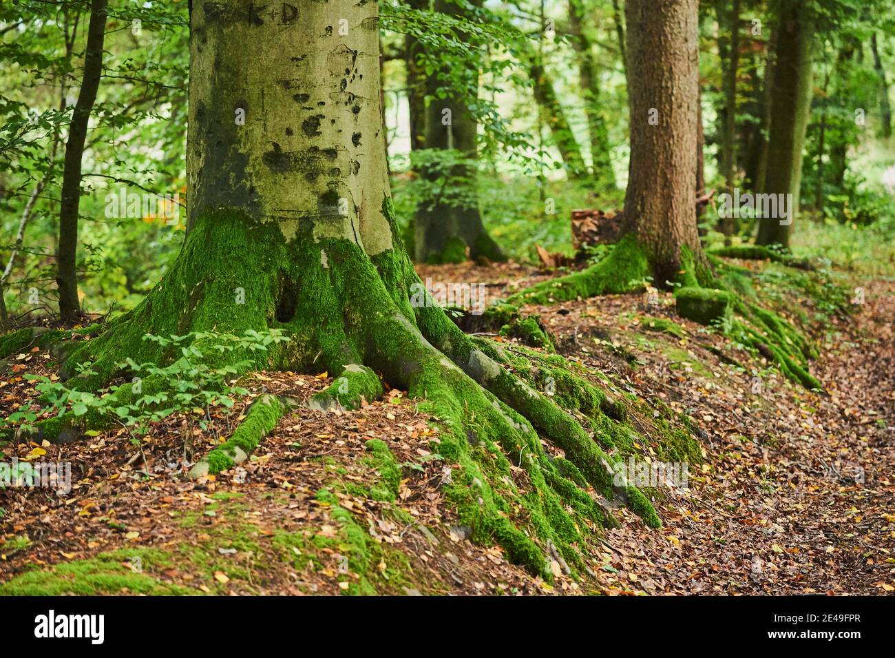 Roots of a common beech, Fagus sylvatica, deciduous tree, autumn ...