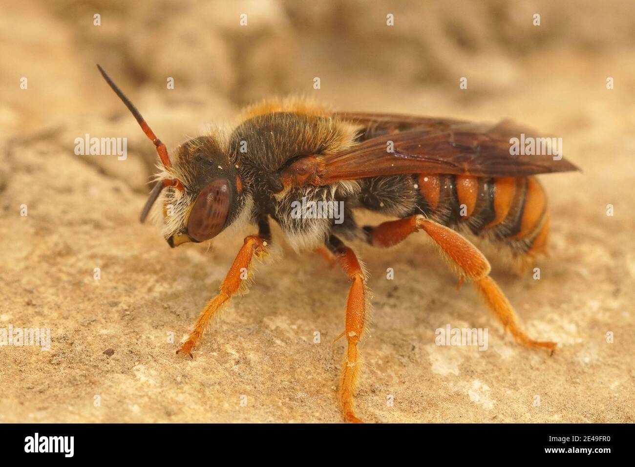 Close up of the colorfull red carpenter bee, Rhodanthidium sticticum ...