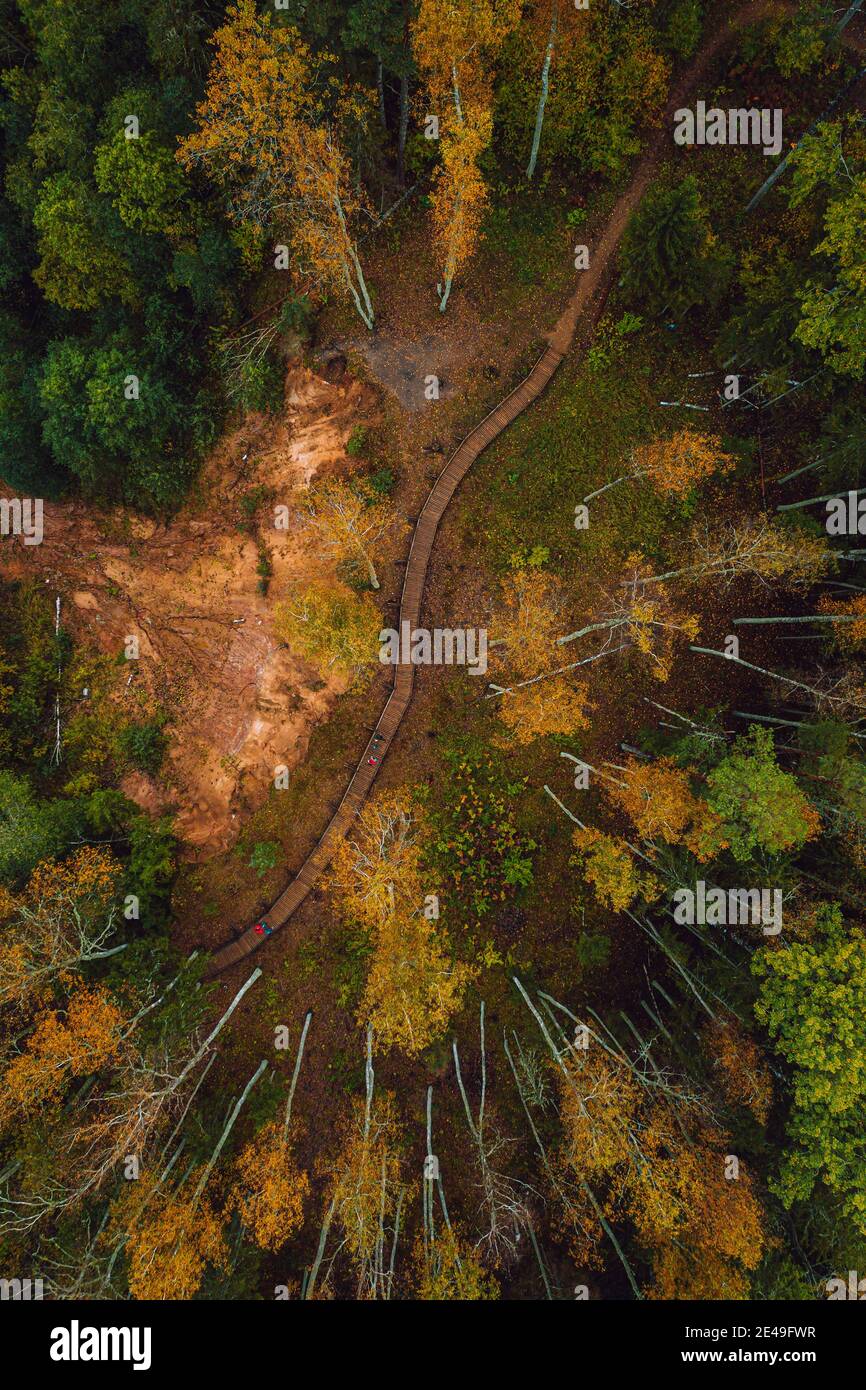 Vertical top view of a path through a dense forest on an autumn day ...