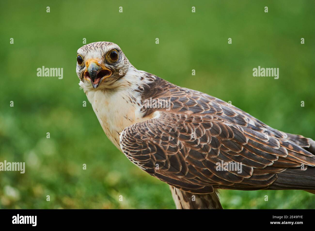 Portrait of a lanner falcon falco biarmicus with raised wings hi-res ...