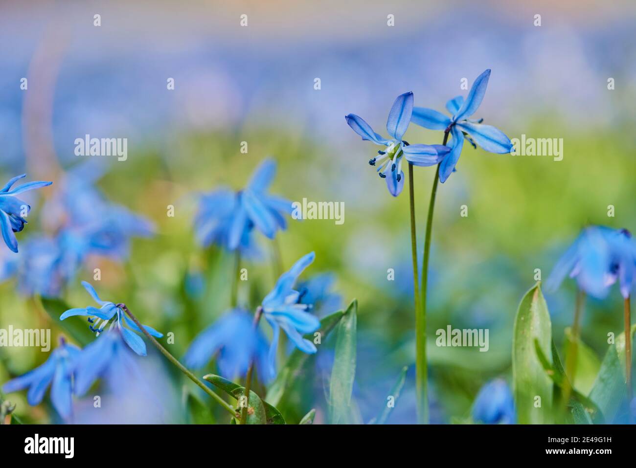 Siberian squill (Scilla siberica), blossoms, blooming, Bavaria, Germany ...