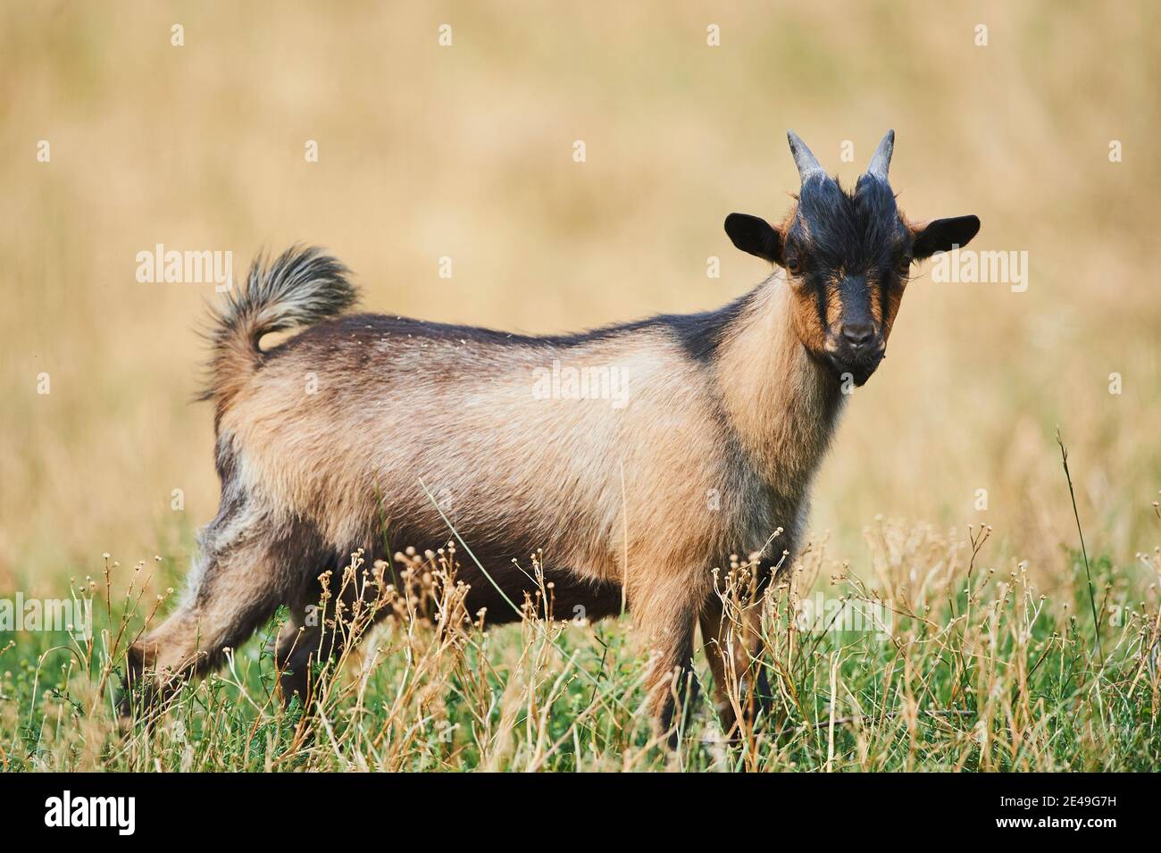 Goat farming europe hi-res stock photography and images - Alamy