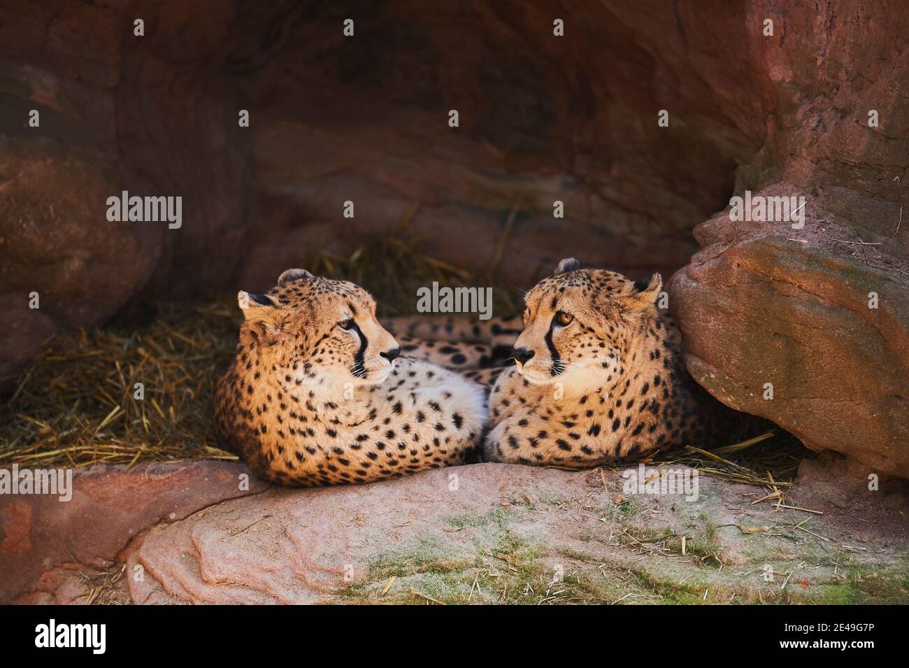 Two South African cheetahs, Acinonyx jubatus jubatus, lie sideways in a ...