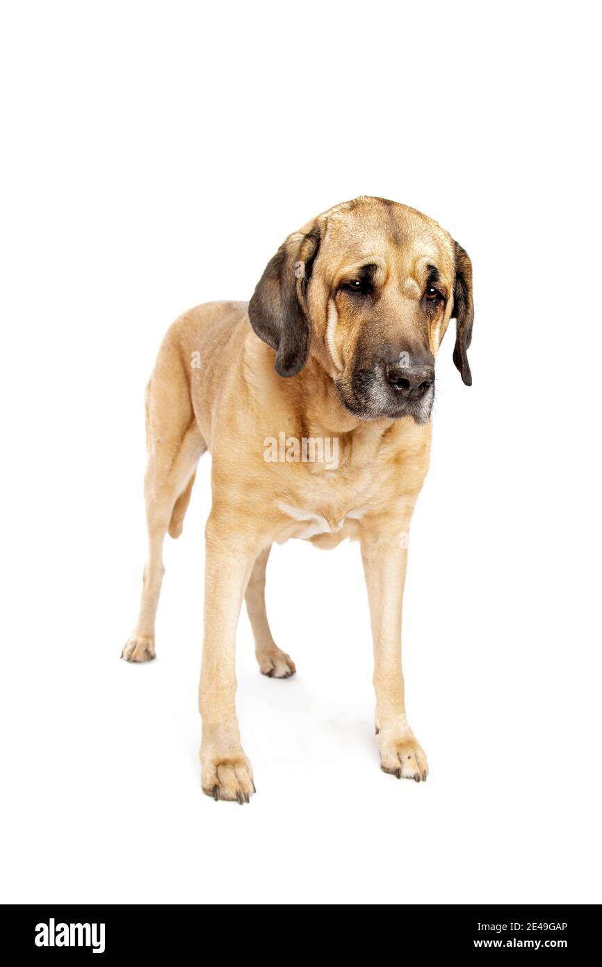 Broholmer dog, also called the Danish Mastiff, in front of a white ...