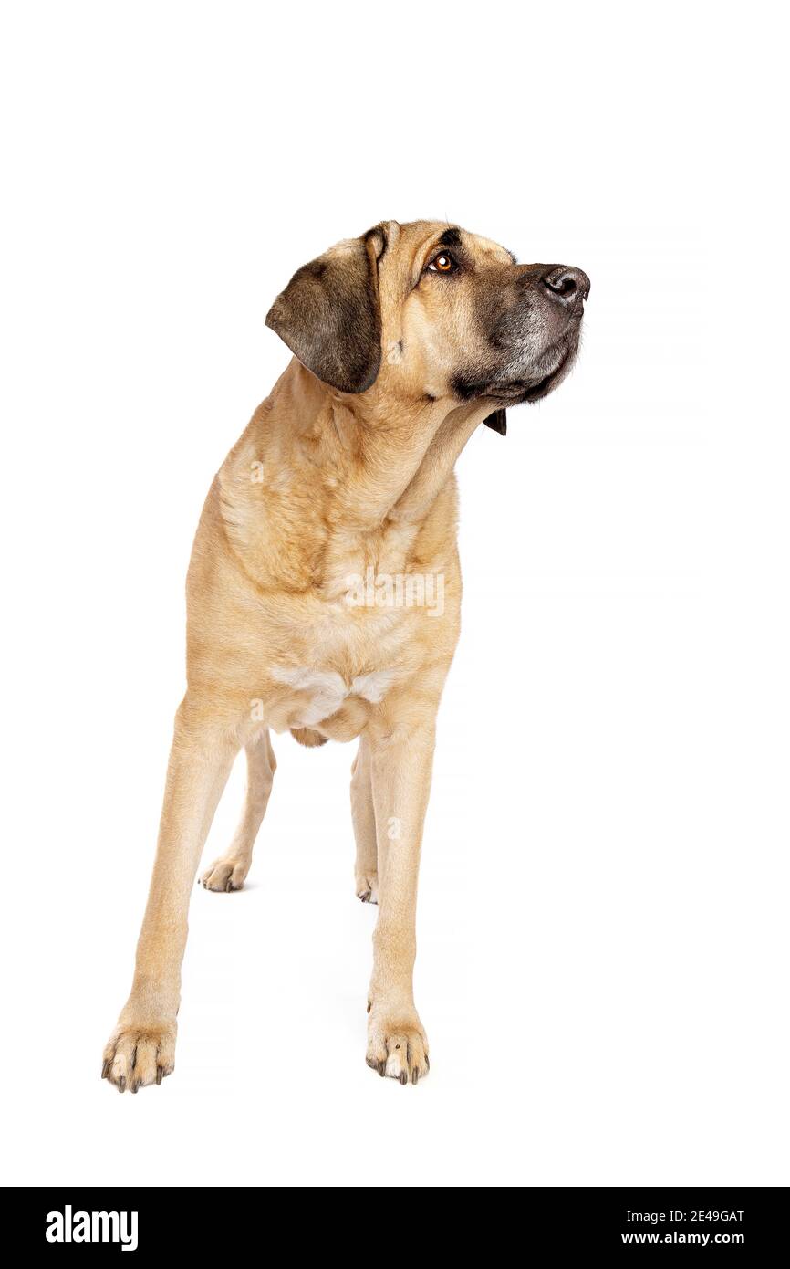 Broholmer dog, also called the Danish Mastiff, in front of a white ...