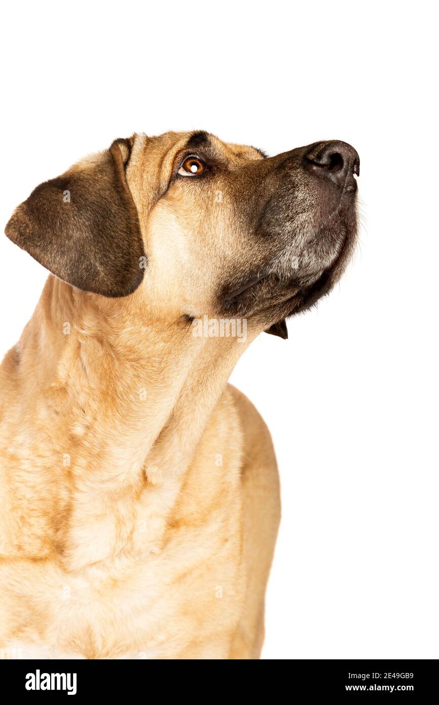 Broholmer dog, also called the Danish Mastiff, in front of a white ...