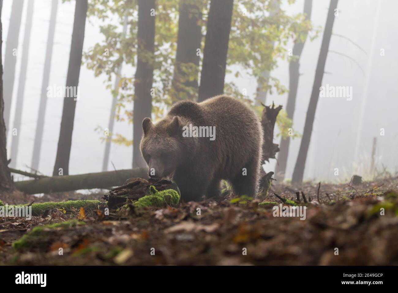Braun Baer High Resolution Stock Photography and Images - Alamy