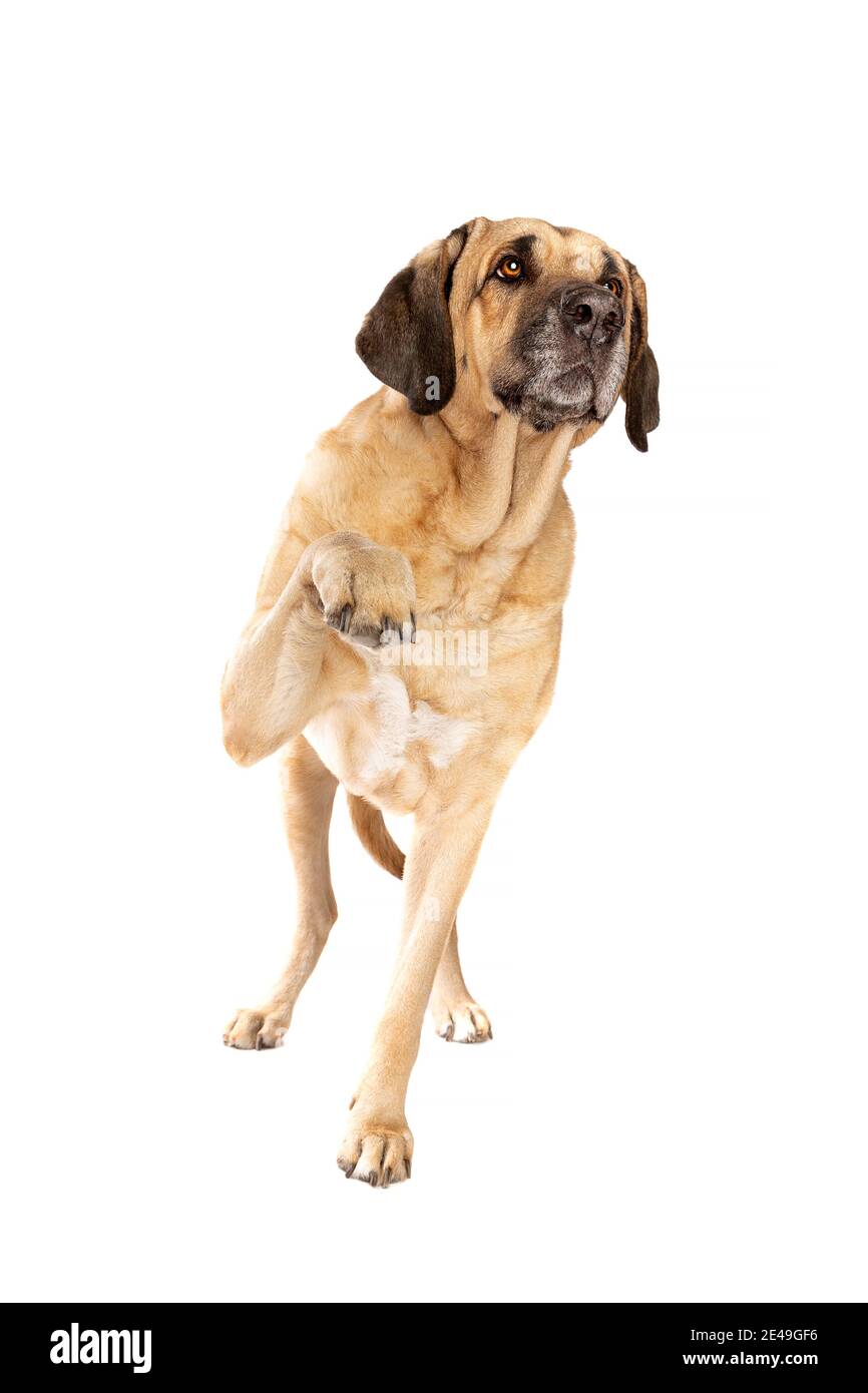 Broholmer dog, also called the Danish Mastiff, in front of a white ...