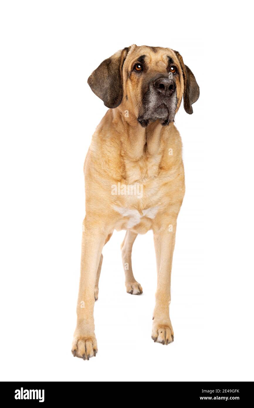 Broholmer dog, also called the Danish Mastiff, in front of a white ...