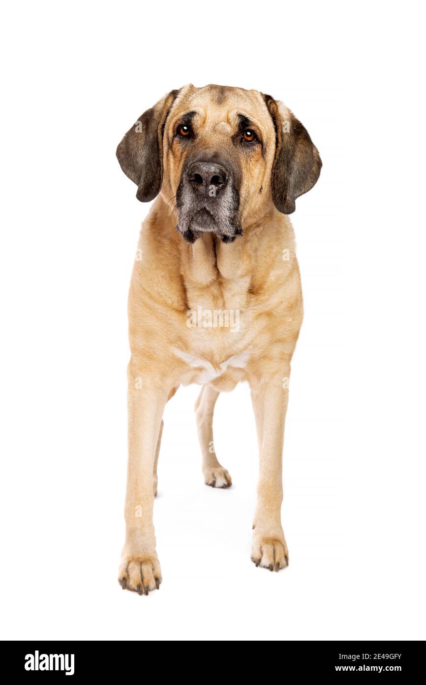 Broholmer dog, also called the Danish Mastiff, in front of a white ...