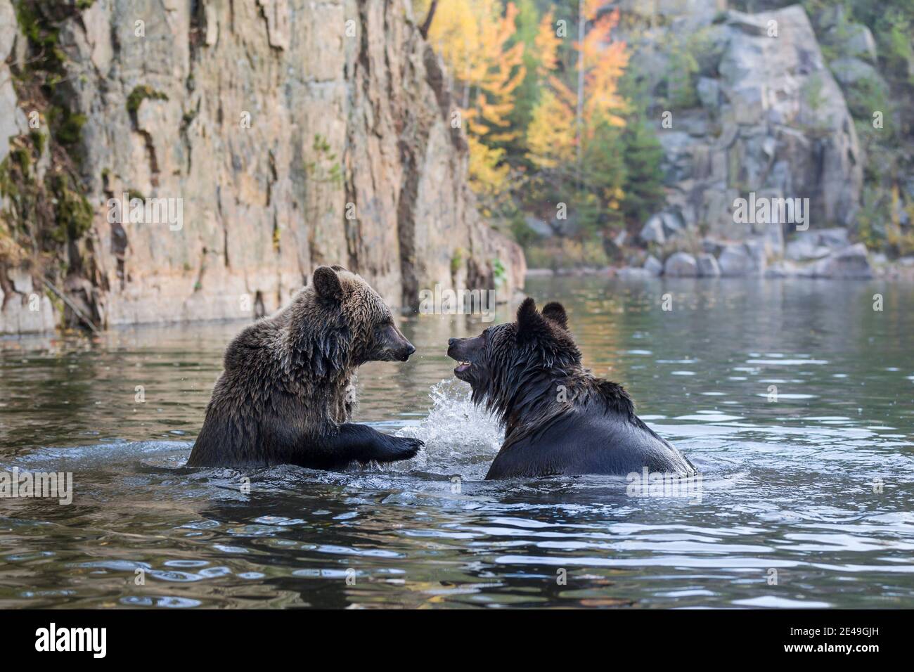 Braunbaer, Ursus arctos, brown bear Stock Photo - Alamy