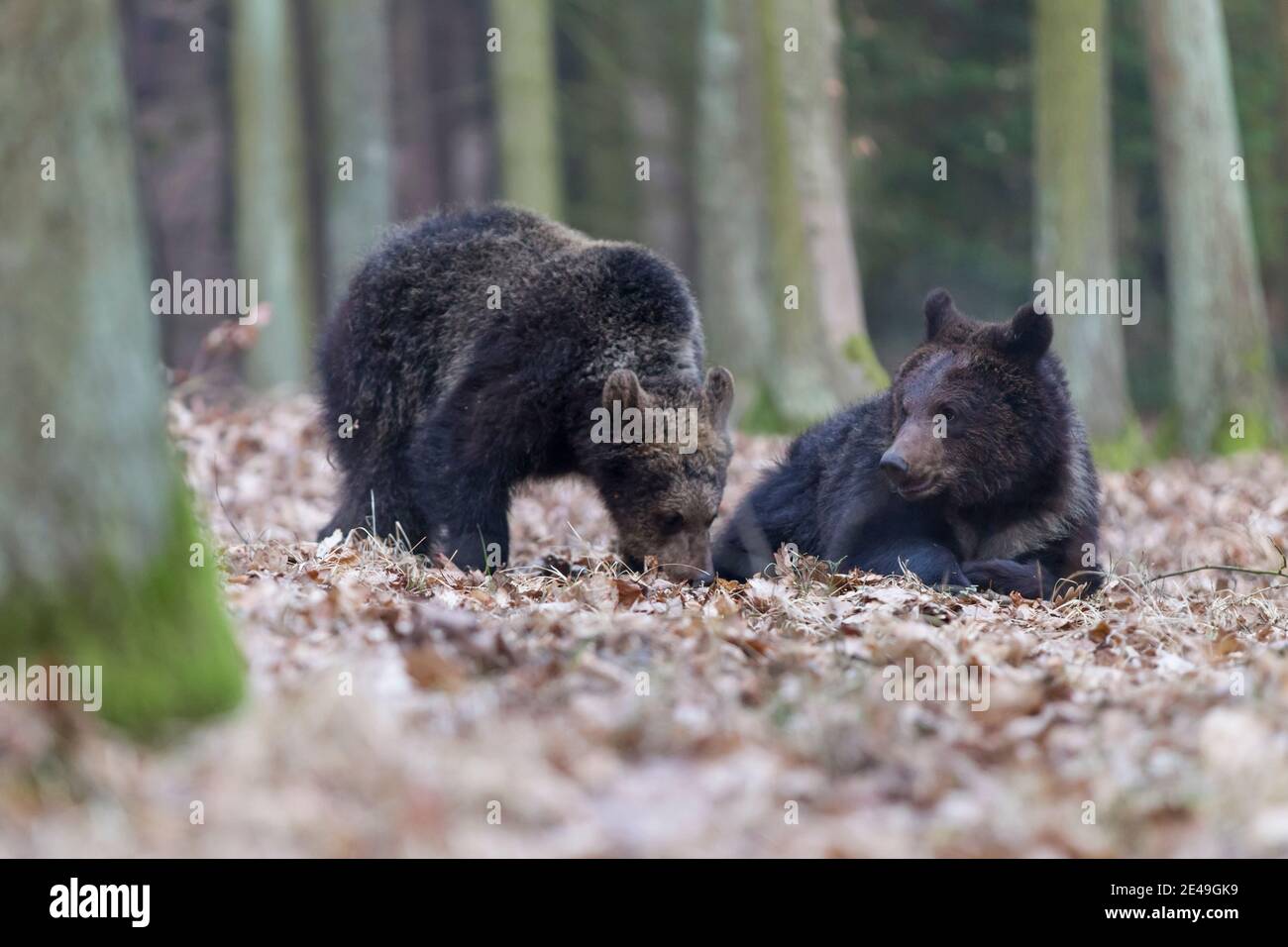 Braunbaer, Ursus arctos, brown bear Stock Photo - Alamy