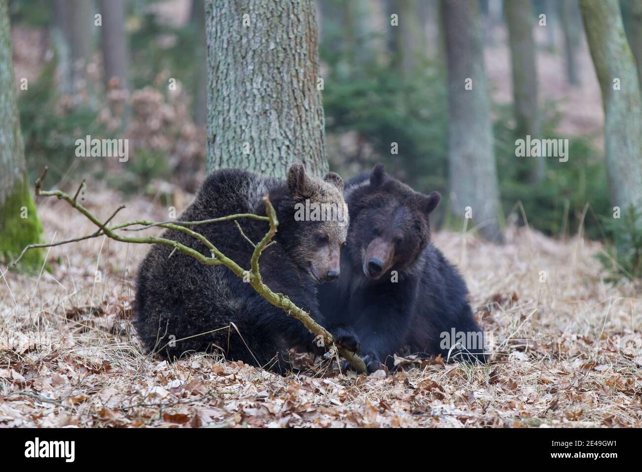Braunbaer, Ursus arctos, brown bear Stock Photo - Alamy