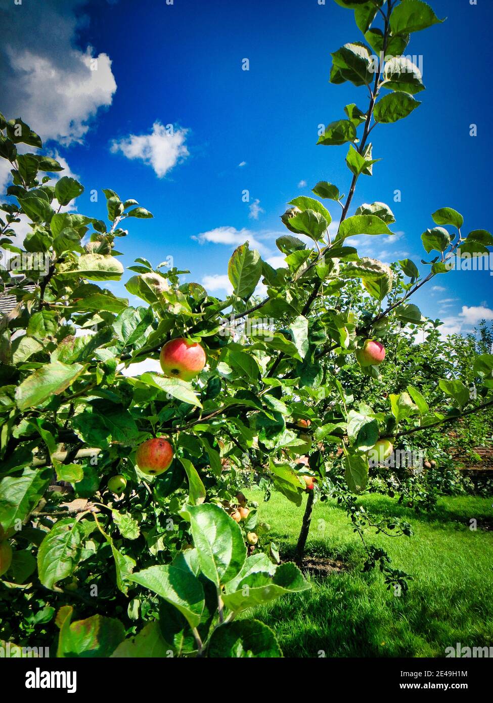 Kent apple growers hi-res stock photography and images - Alamy