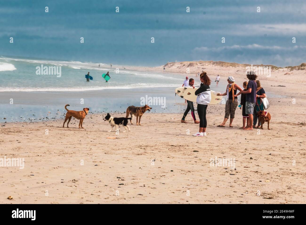 People and their pets enjoying the day at the beach Stock Photo - Alamy