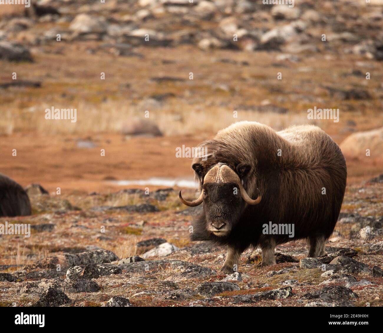 Ungava bay hi-res stock photography and images - Alamy
