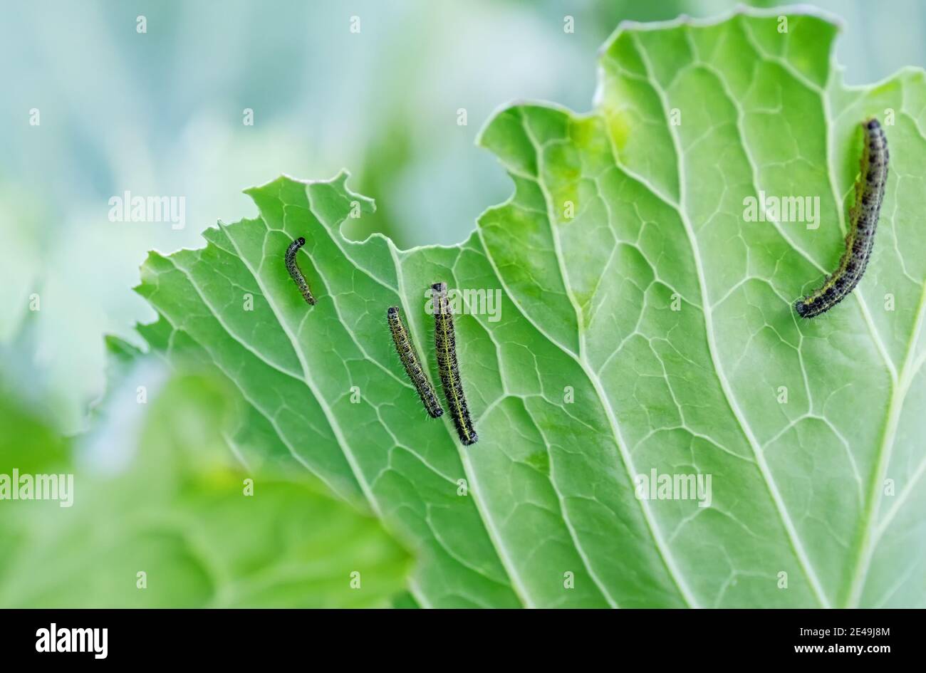 The caterpillars of the cabbage butterfly larvae eat the leaves of the ...