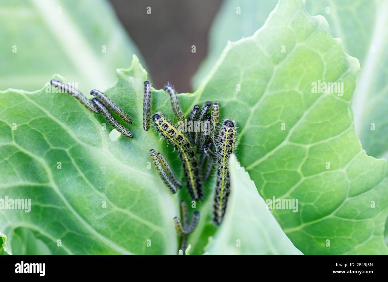 The caterpillars of the cabbage butterfly larvae eat the leaves of the ...