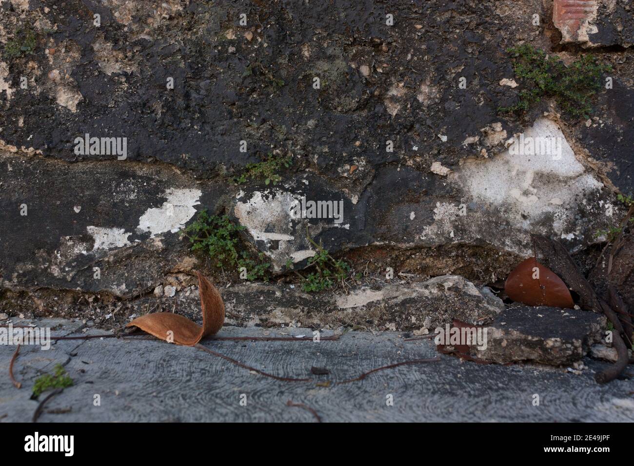 Nature will always win the battle against cement, concrete and human ...