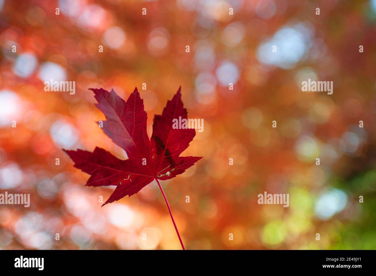 Red maple leaf surrounded by pretty fall colors Stock Photo - Alamy