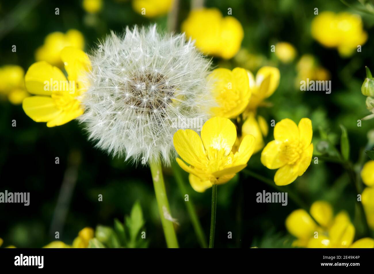 white fluffy dandelion flower and yellow flowers of creeping buttercup ...