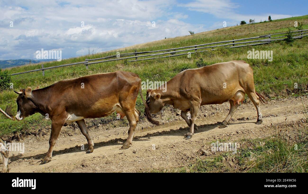 Cow carpathian mountains ukraine hi-res stock photography and images ...