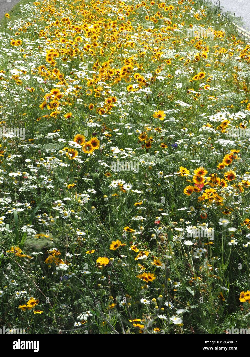 wildflowers planted to encorauge insects in a roadside verge Stock ...