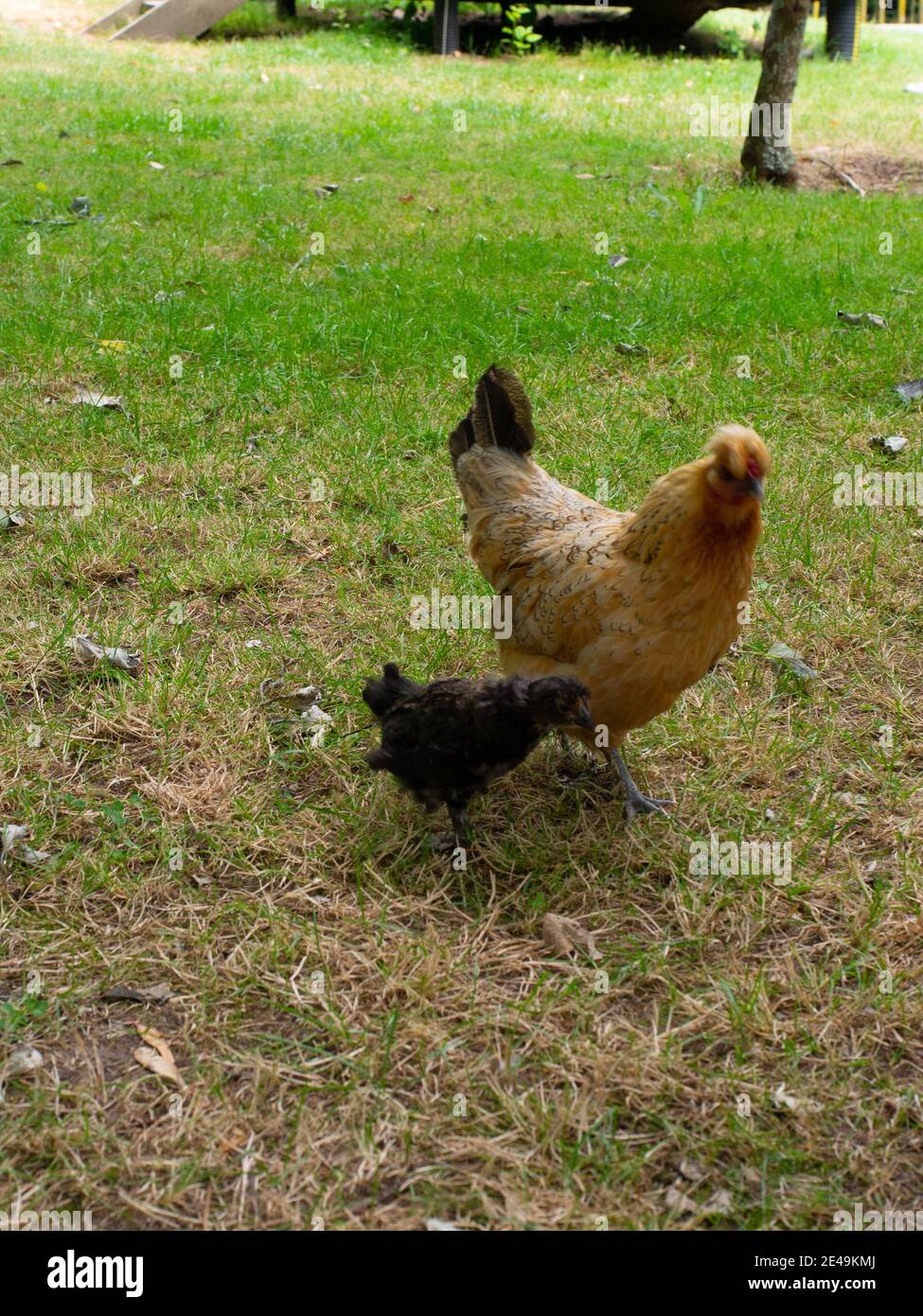 Roaming animals hi-res stock photography and images - Alamy