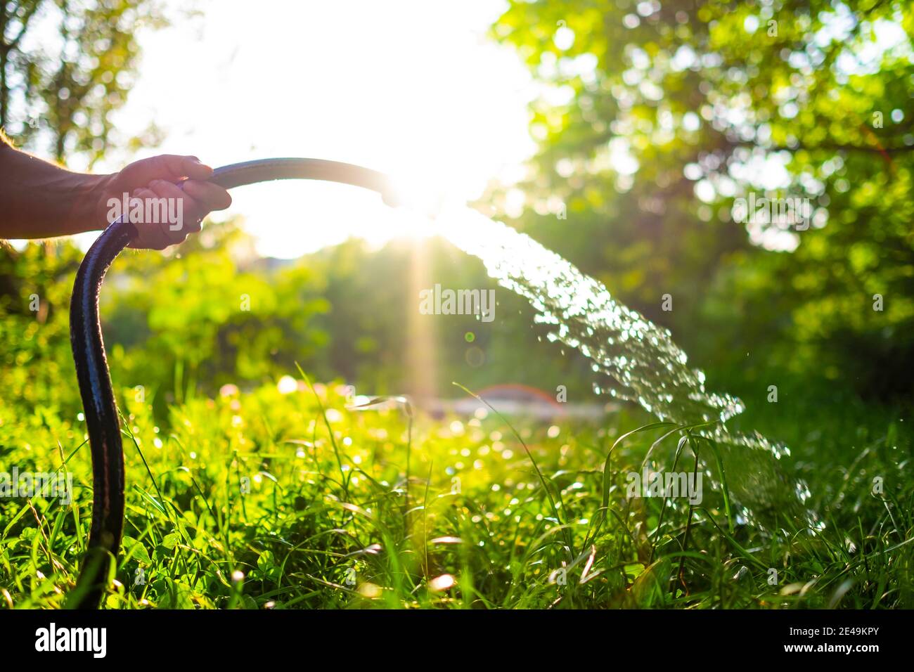 Male hand holding hose with pouring water in a beautiful green garden ...