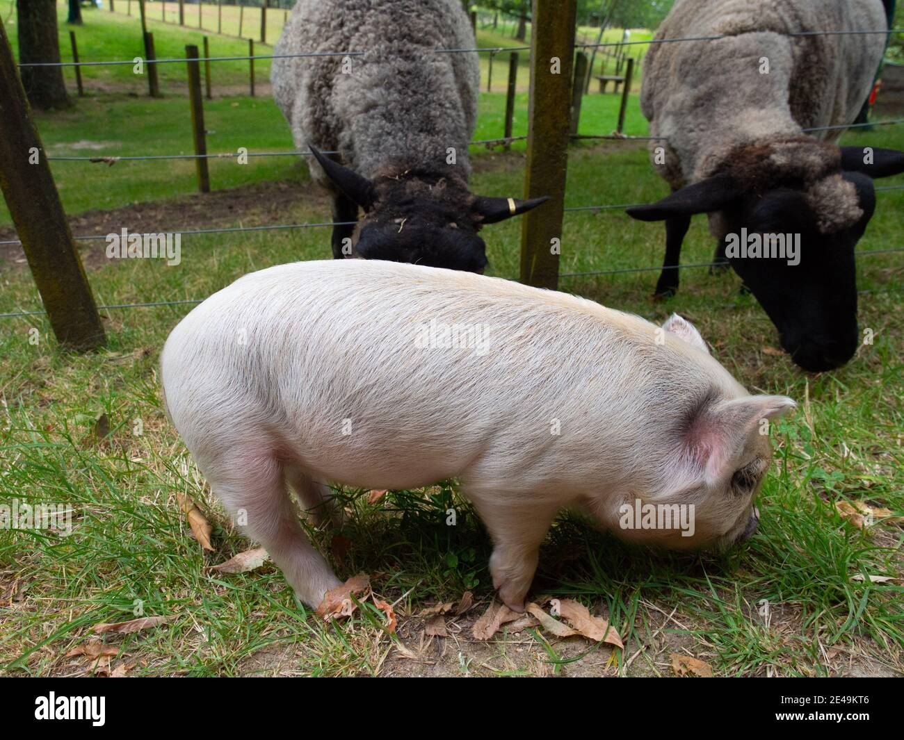 Piglet on farm hi-res stock photography and images - Alamy