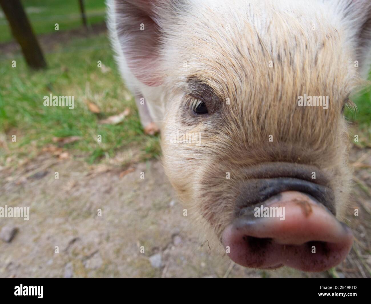 Pig face close up hi-res stock photography and images - Alamy
