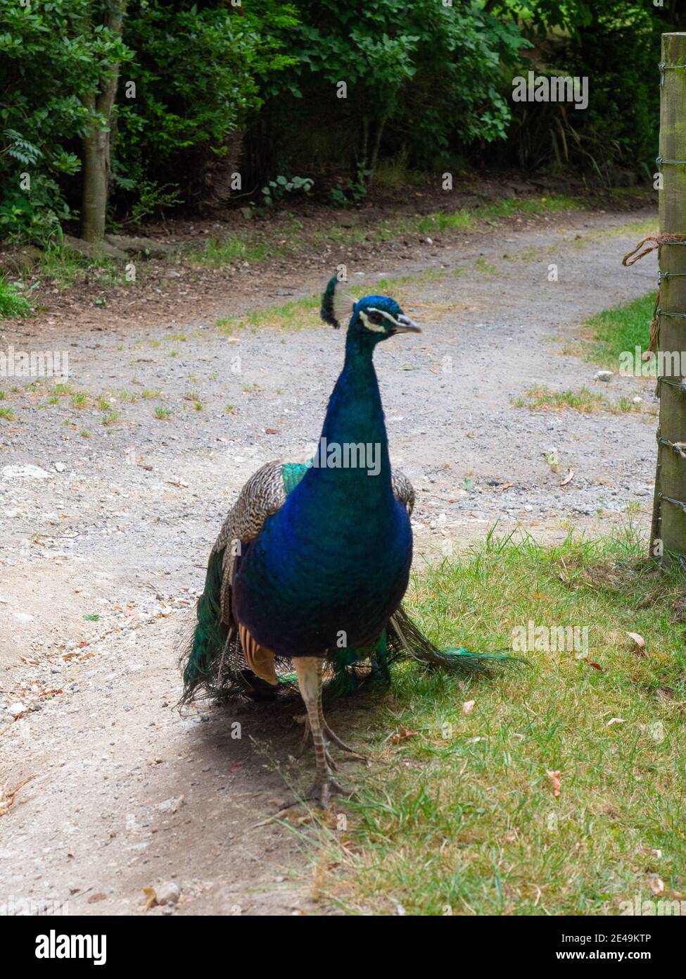 Peacock On A Farm Stock Photo - Alamy
