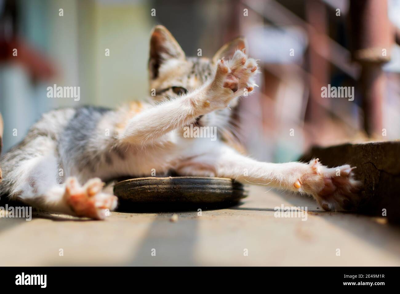 Cat stretching its legs after waking up Stock Photo - Alamy