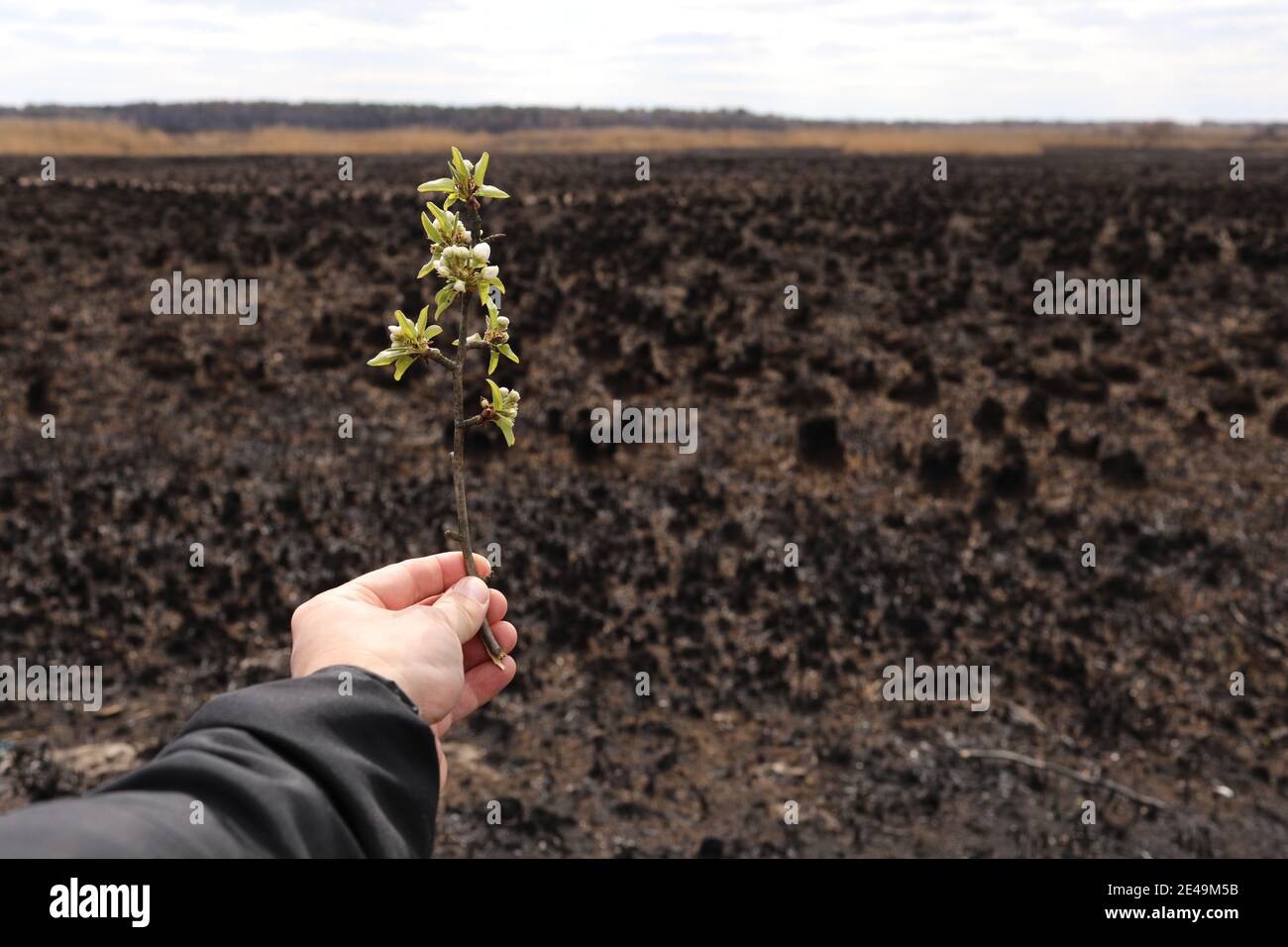 New growth on sambucus hi-res stock photography and images - Alamy