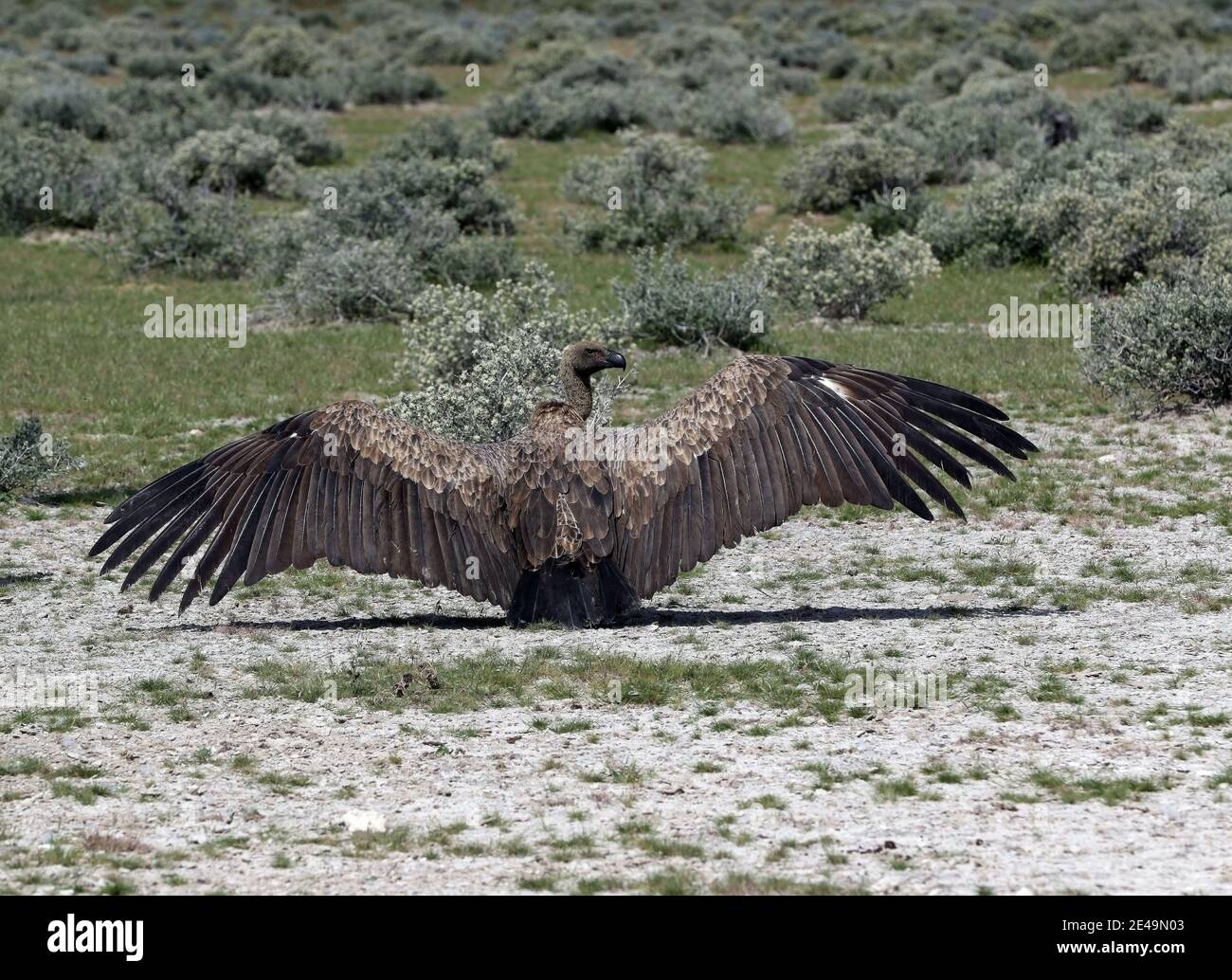 Full after a good meal Stock Photo - Alamy