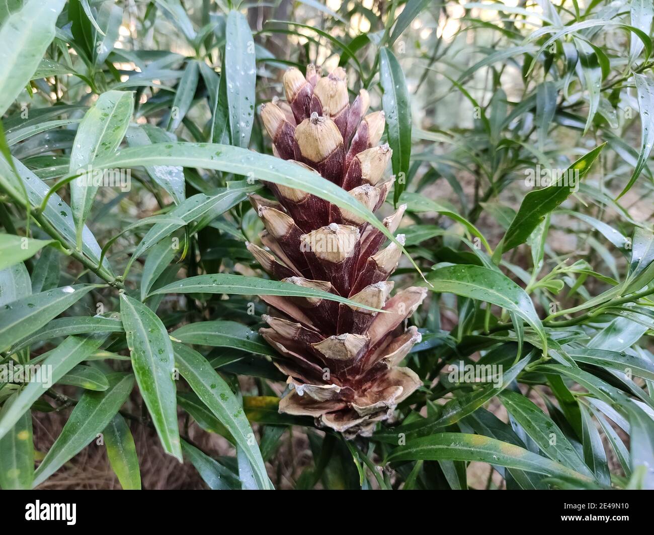 Closeup of pine tree fruits on a pla captured during the daytime Stock ...