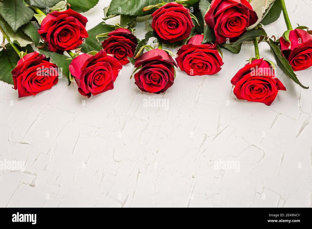 Fresh burgundy roses on a white putty background. Fragrant red flowers ...