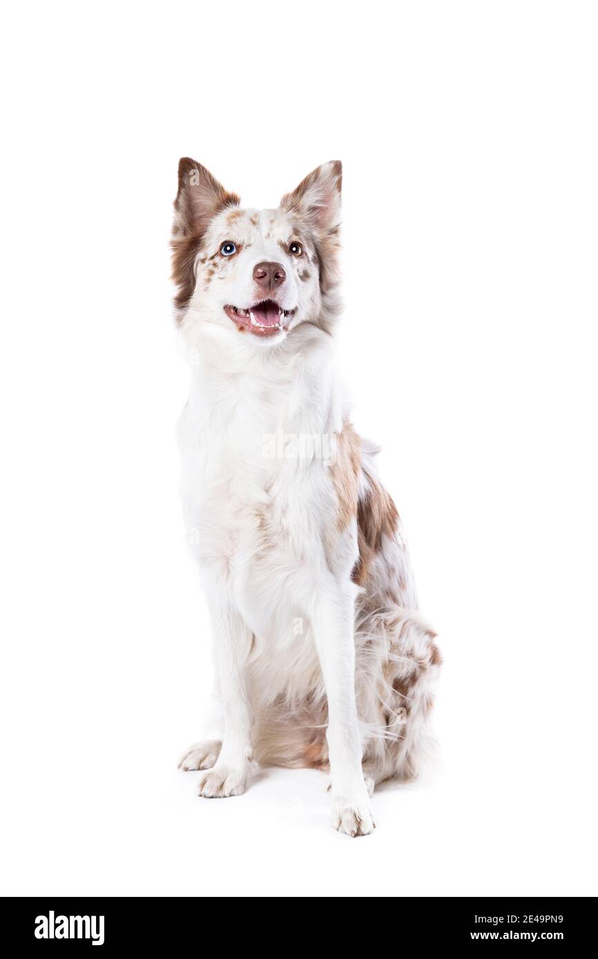 Red merle border collie hi-res stock photography and images - Alamy