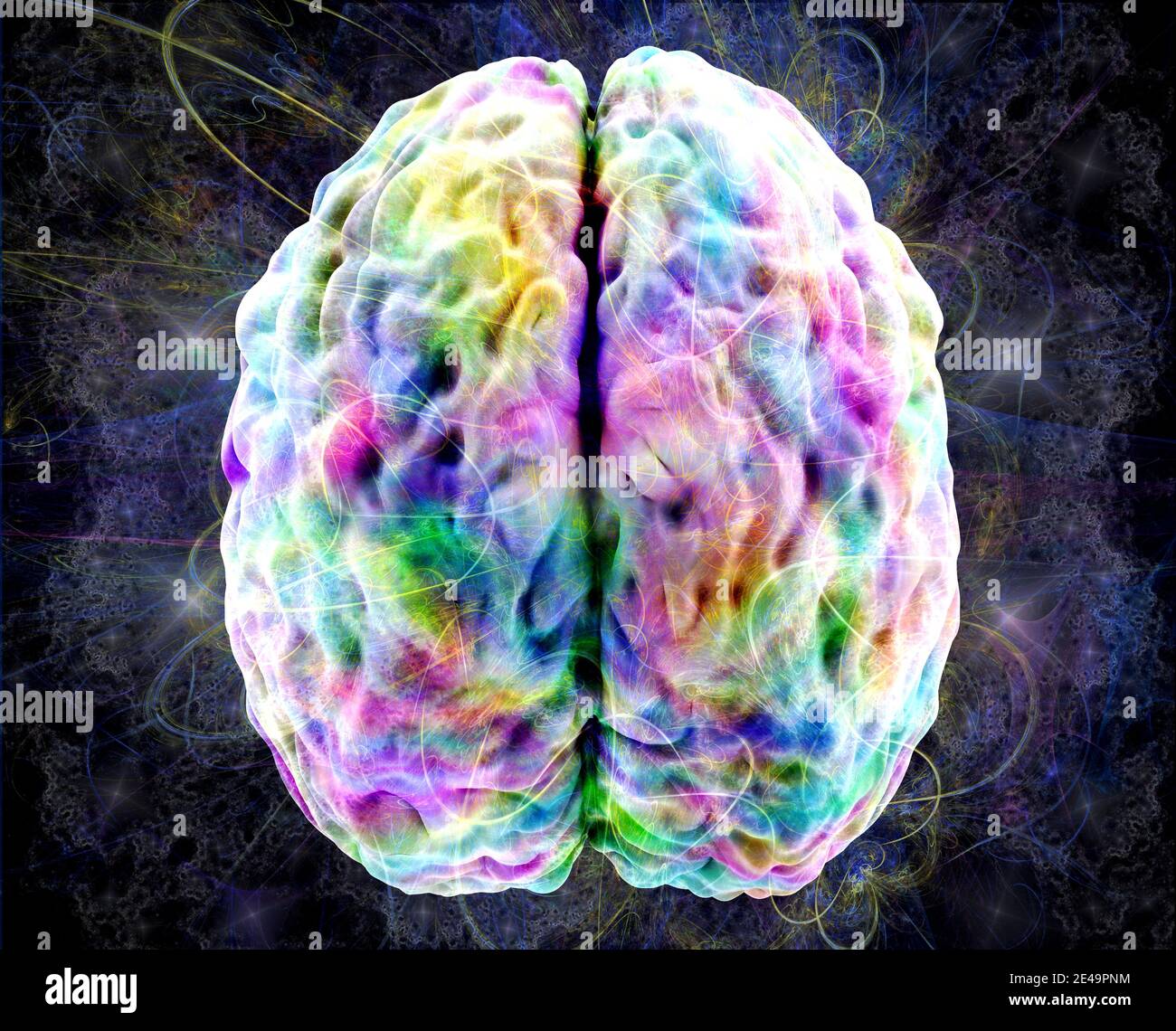 Brain model top view hi-res stock photography and images - Alamy