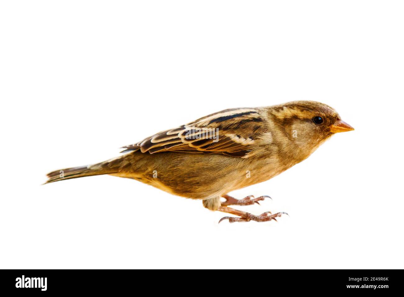 Portrait of Sparrow in close-up, isolated on white background. House ...