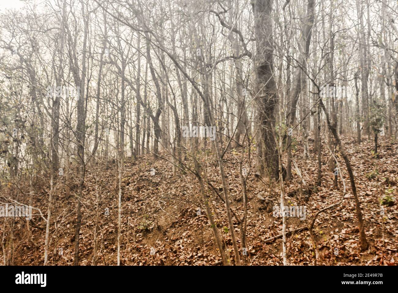 Tropical mountain forest in winter during the dry season, deciduous and ...