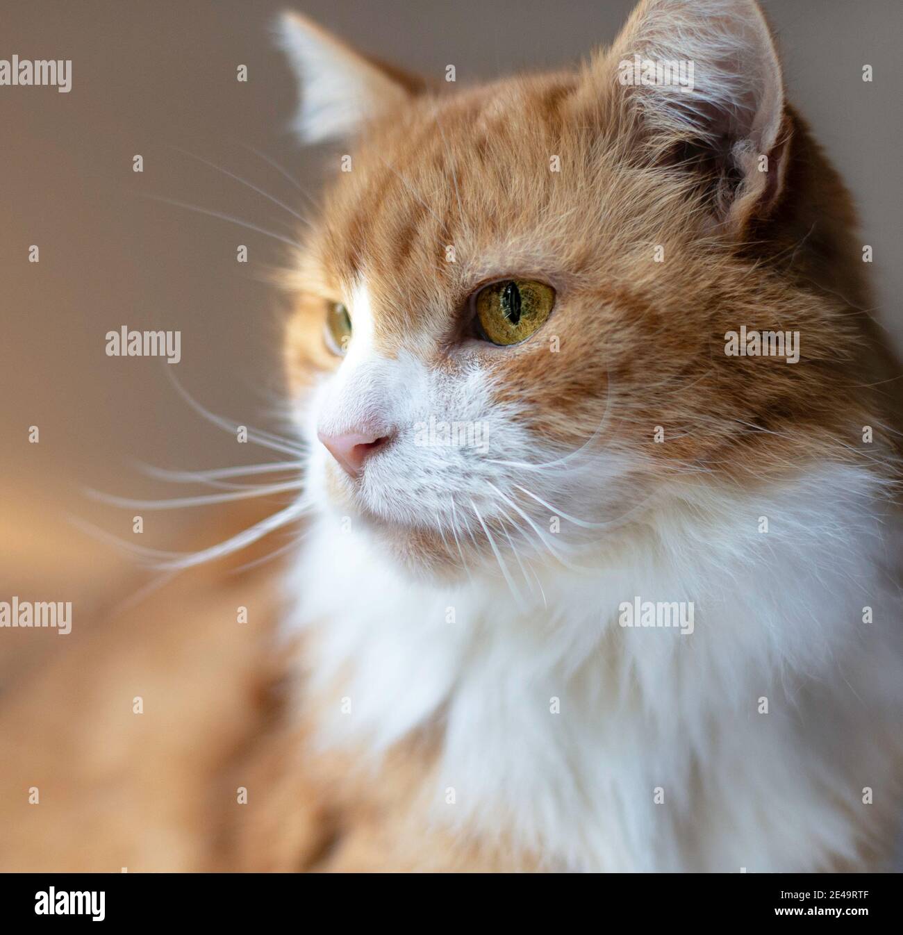 Ginger tom cat portrait Stock Photo - Alamy