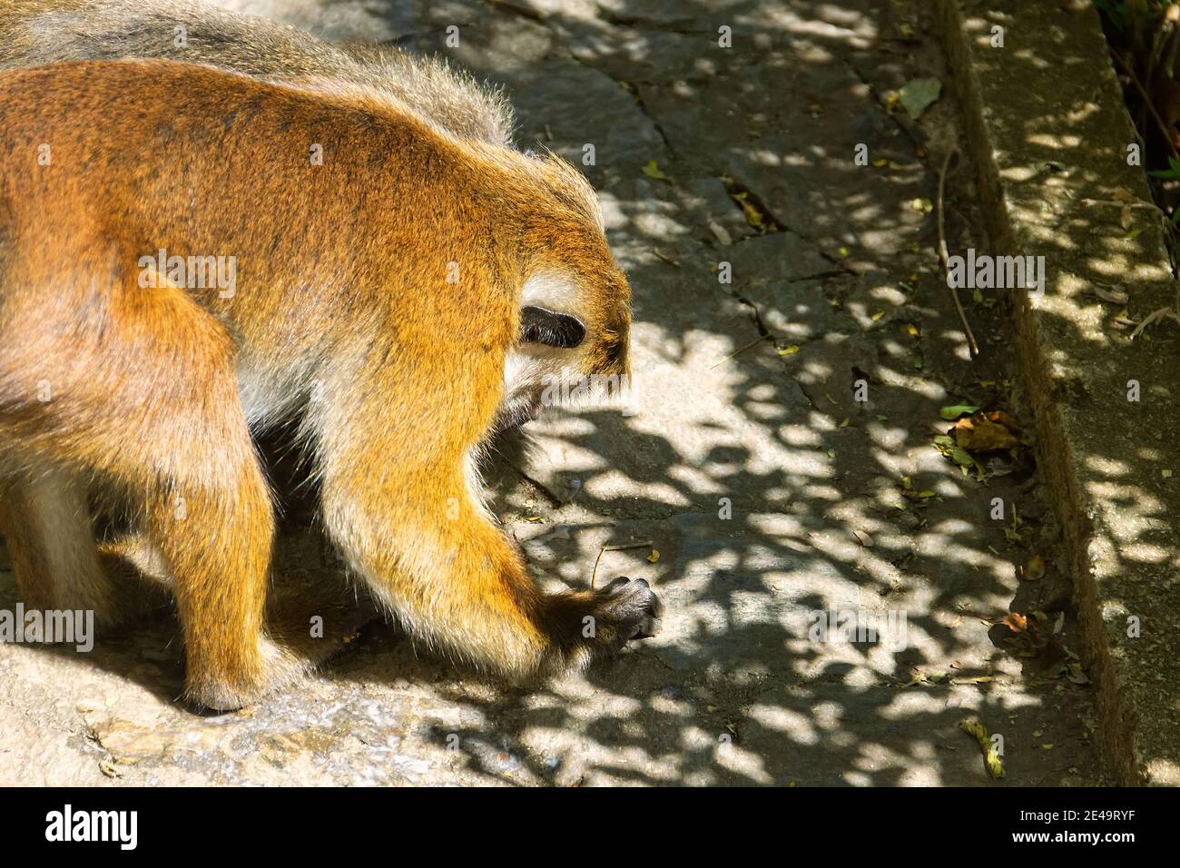 Watering. Toque macaque (Macaca sinica) (feeding female) tries to lick ...